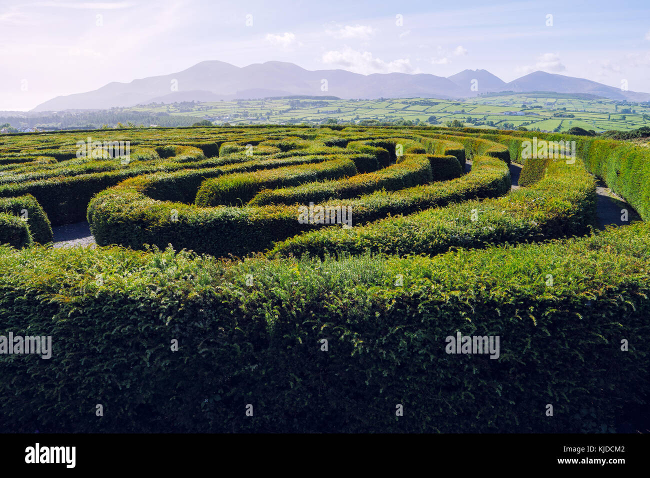 hedge maze against blue sky,Northern Ireland Stock Photo - Alamy