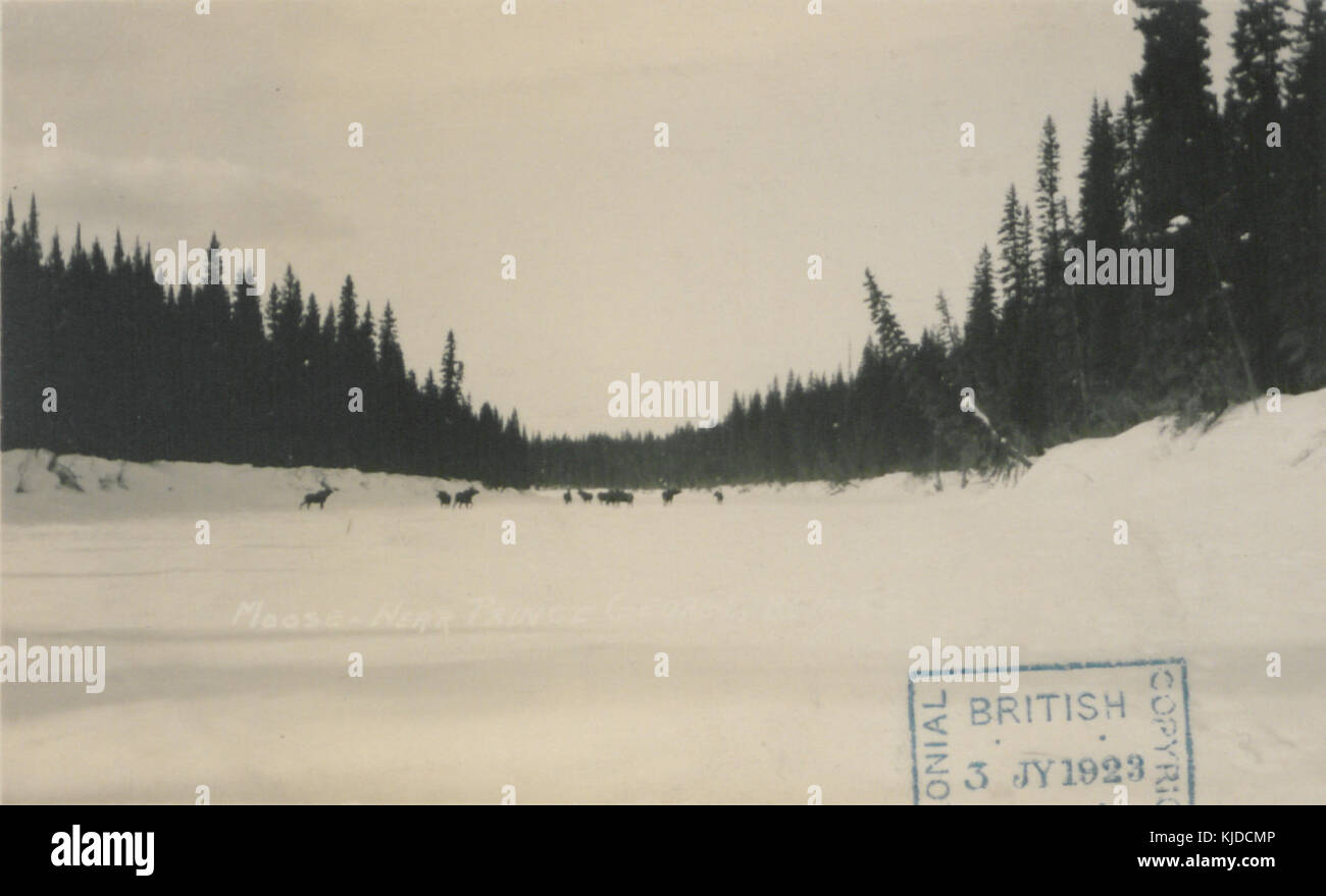 Moose, near Prince George, British Columbia (HS85 10 41525 Stock Photo ...