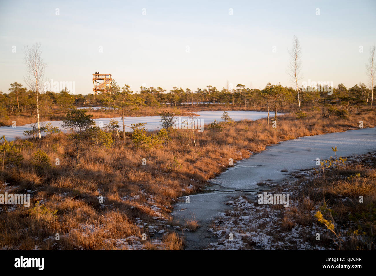 Swamp in winter sunny day Sun rays plays on ice. In the backgraund view ...