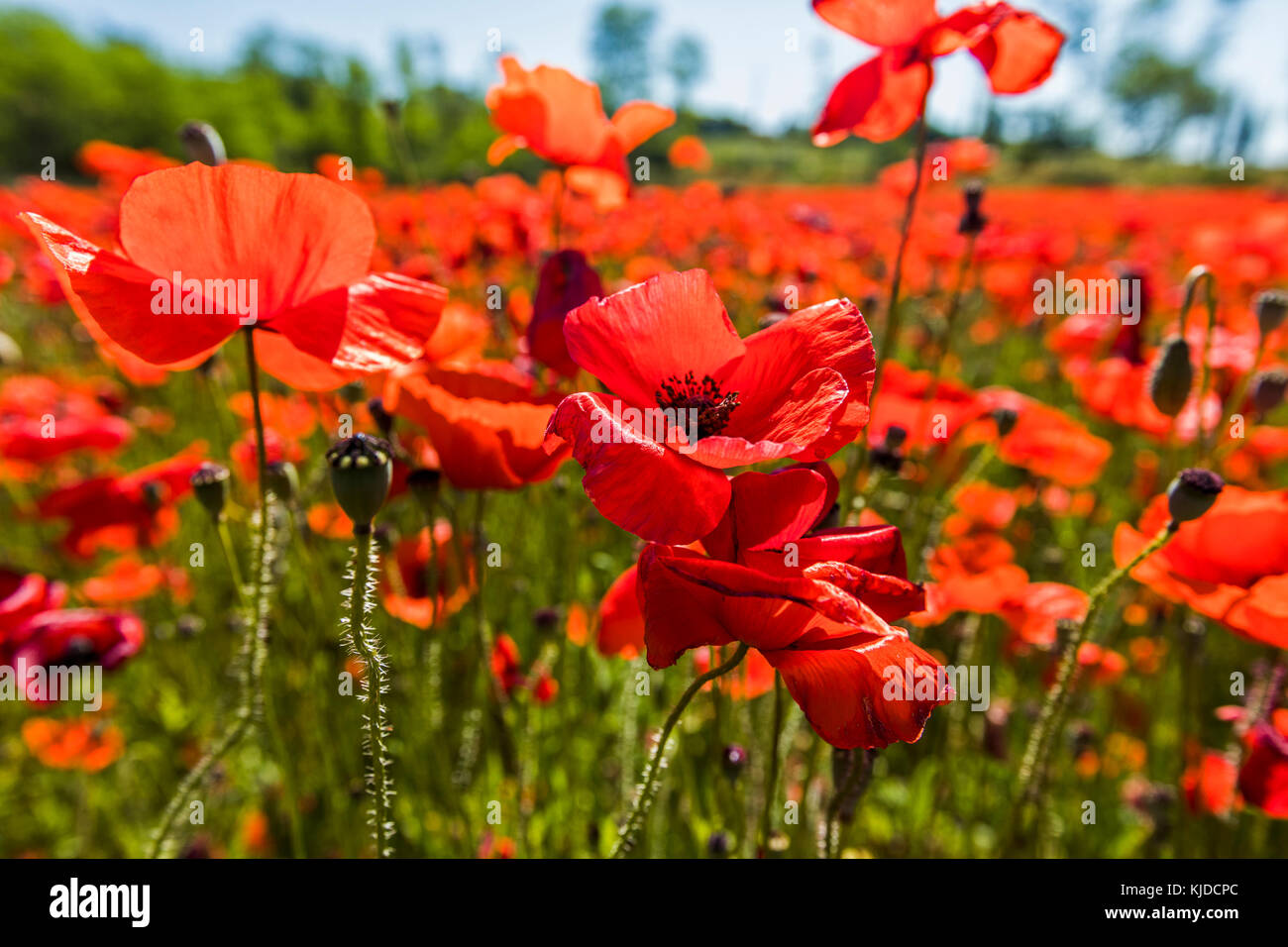 Close up of red flowers Stock Photo - Alamy