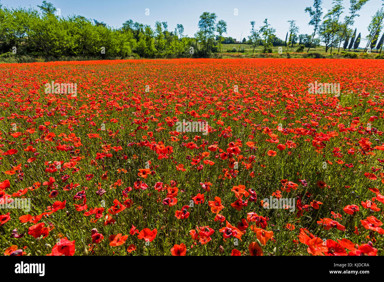Field of red flowers Stock Photo - Alamy
