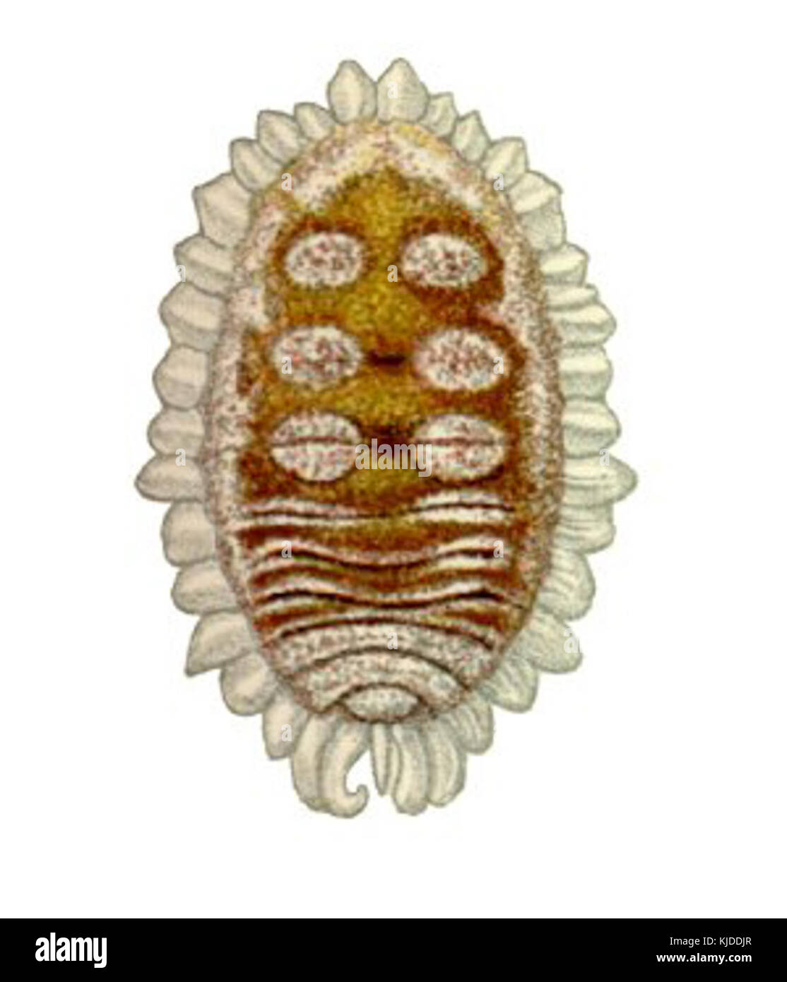 Planococcus hi-res stock photography and images - Alamy