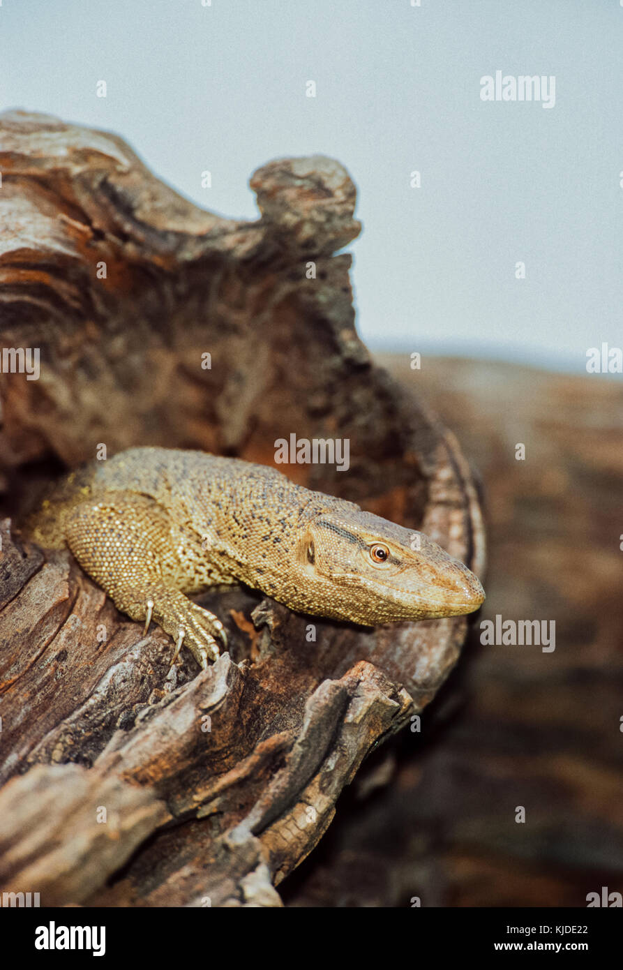 adult Bengal monitor, (Varanus bengalensis) or Common Indian monitor ...