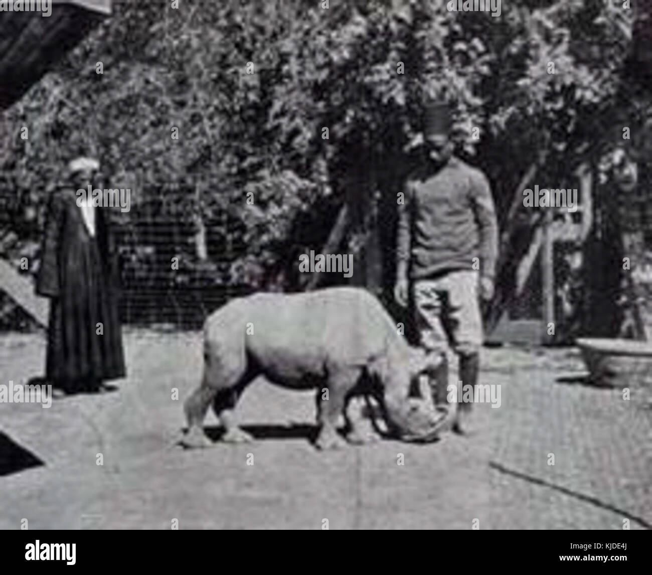 Rhinoceros in Giza zoological garden 1912 Stock Photo - Alamy