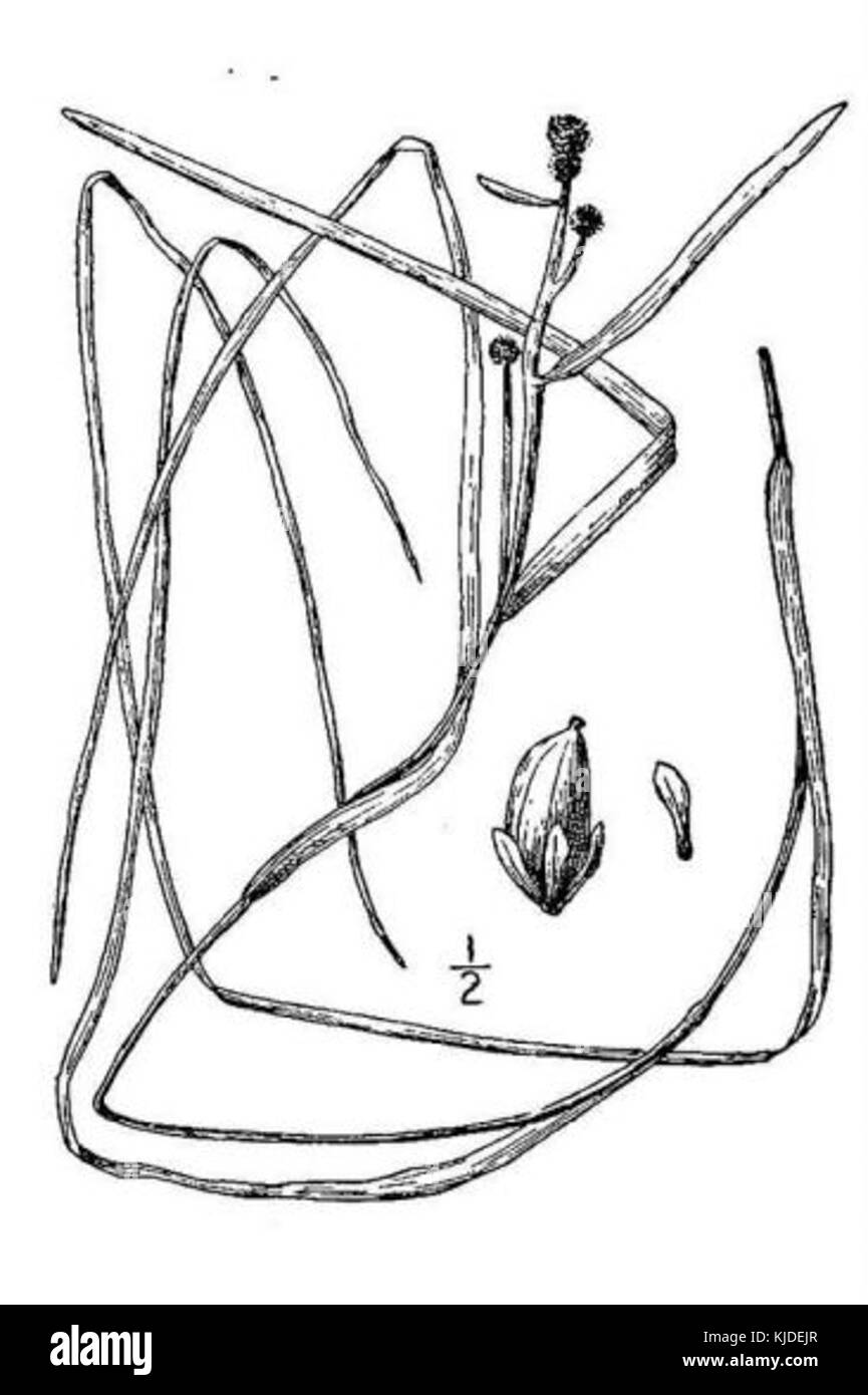 Sparganium Black and White Stock Photos & Images - Alamy