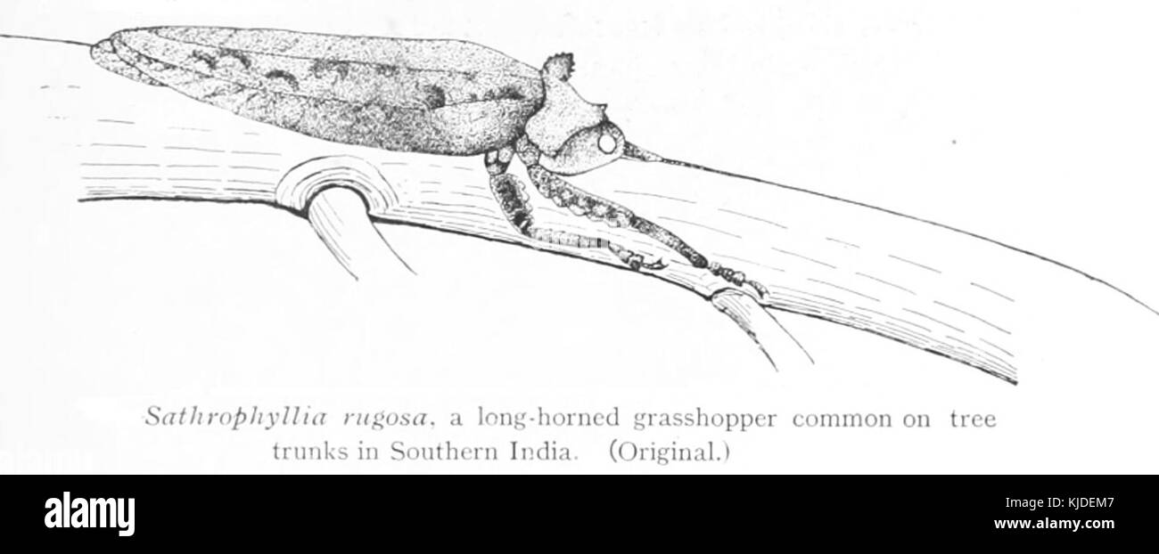 Insect pose Cut Out Stock Images & Pictures - Alamy