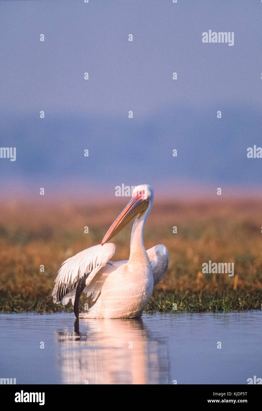 Keloadeo ghana hi-res stock photography and images - Alamy