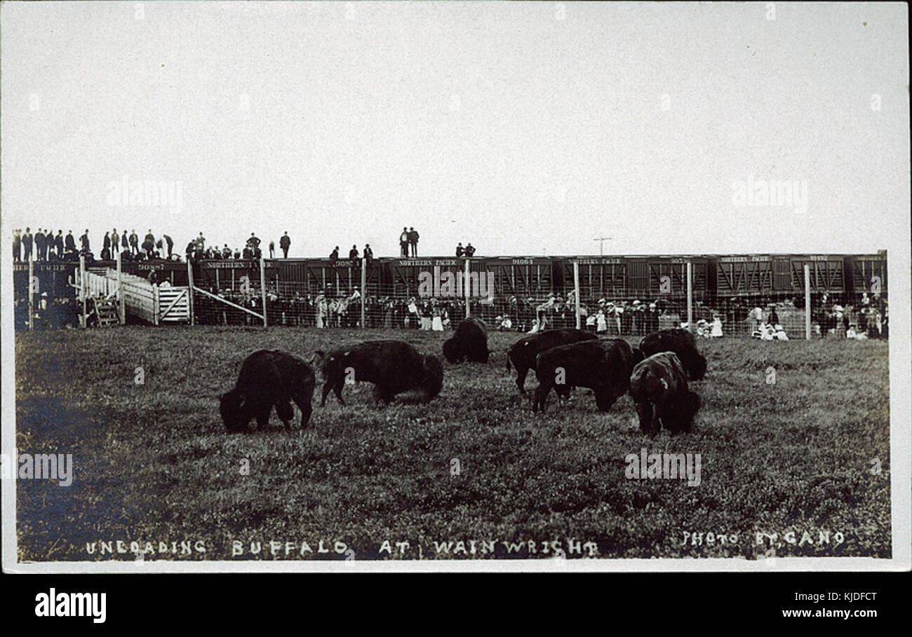 Unloading Buffalo at Wainwright Stock Photo - Alamy