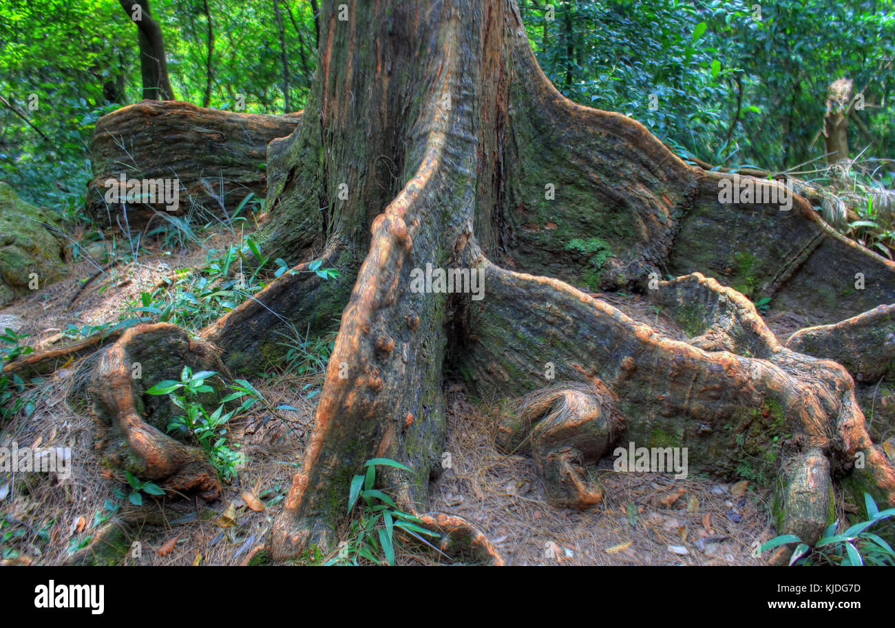 Indian rubber hi-res stock photography and images - Alamy