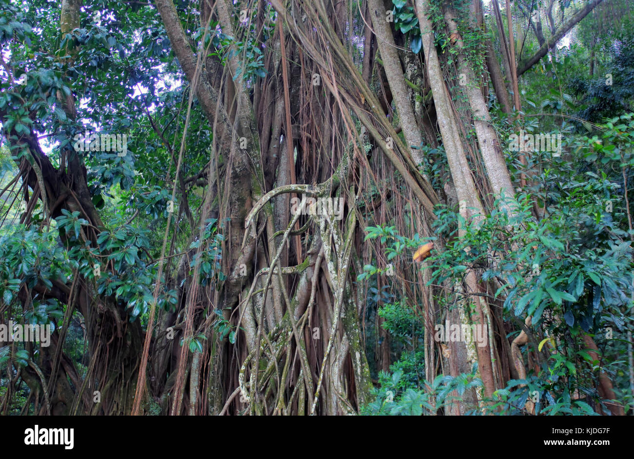 Indian rubber hi-res stock photography and images - Alamy