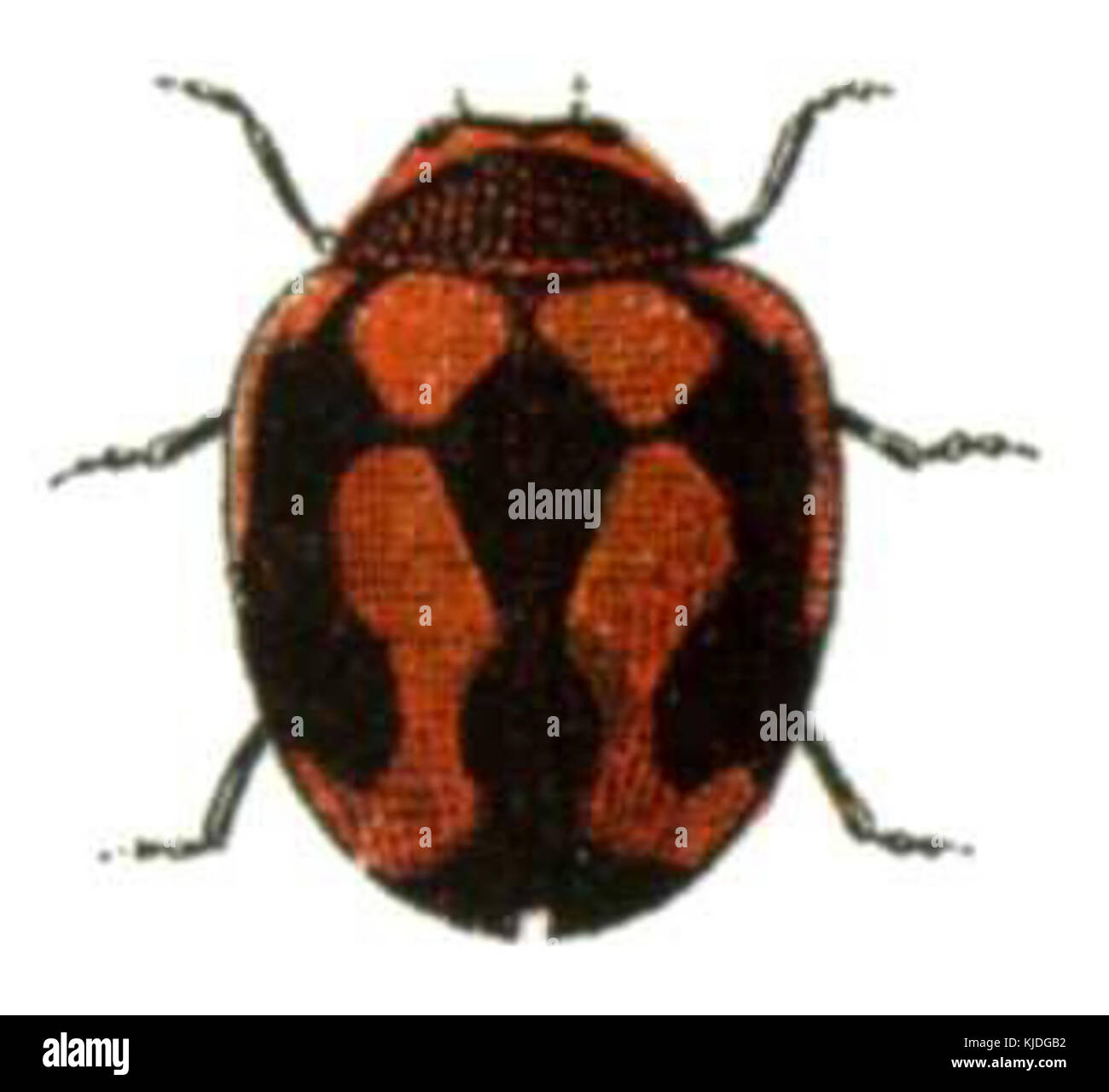 Rodolia cardinalis hi-res stock photography and images - Alamy