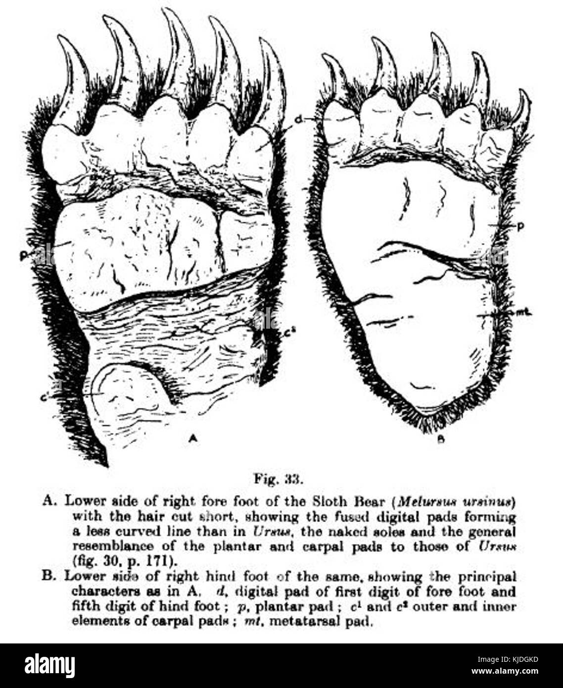 Slothbear paws hi-res stock photography and images - Alamy