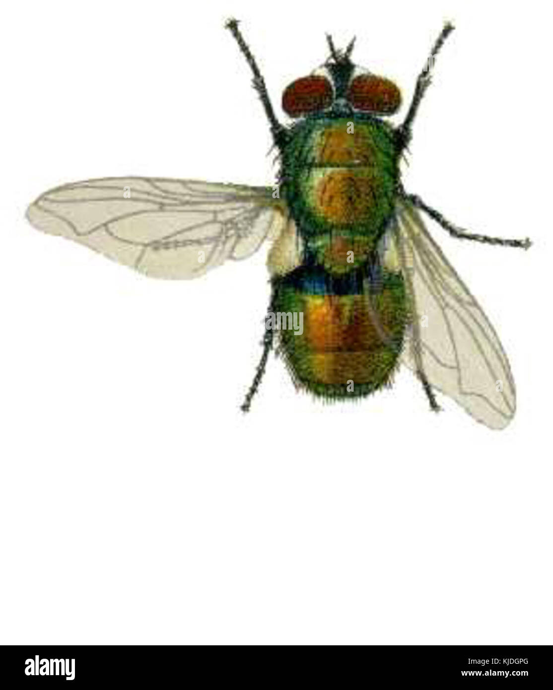 Lucilia sericata from CSIRO Stock Photo - Alamy