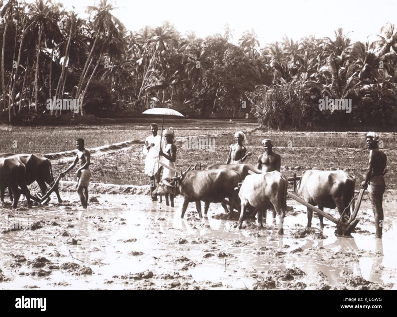 Traditional indian farming methods hi-res stock photography and images ...
