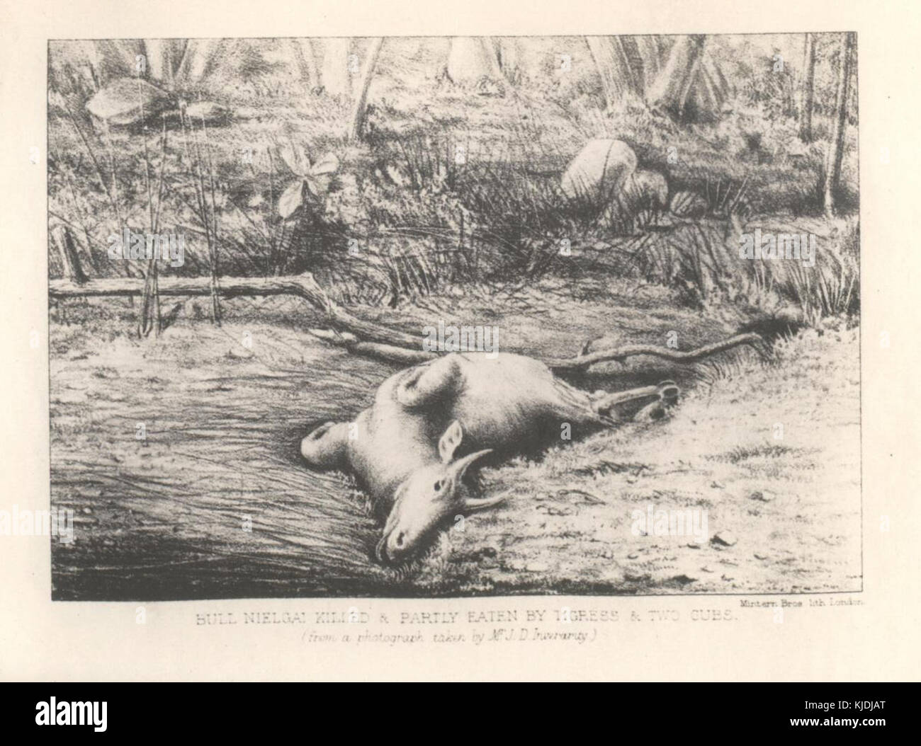 The first lithograph in the JBNHS collection, a significant piece in ...