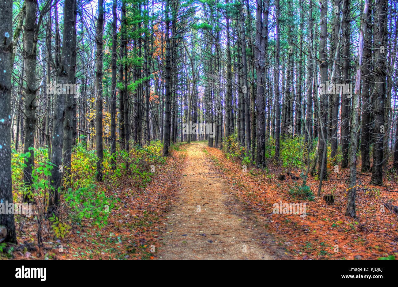 Gfp wisconsin forest hiking trail Stock Photo - Alamy