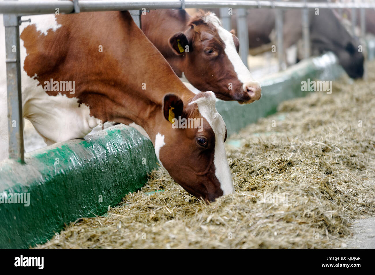 Cows eating hay in cowshed on dairy farm Stock Photo - Alamy