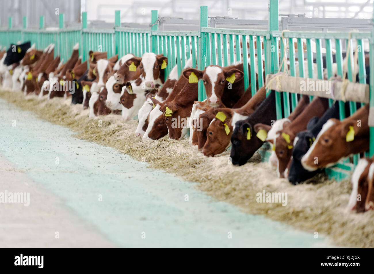 Dairy farm hi-res stock photography and images - Alamy