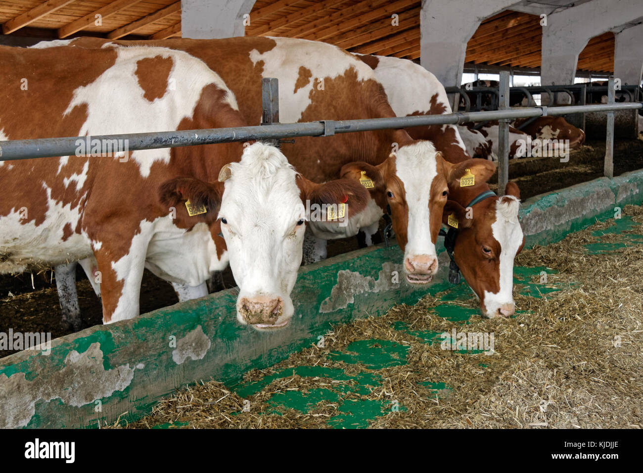 Cow In Cowshed High Resolution Stock Photography and Images - Alamy