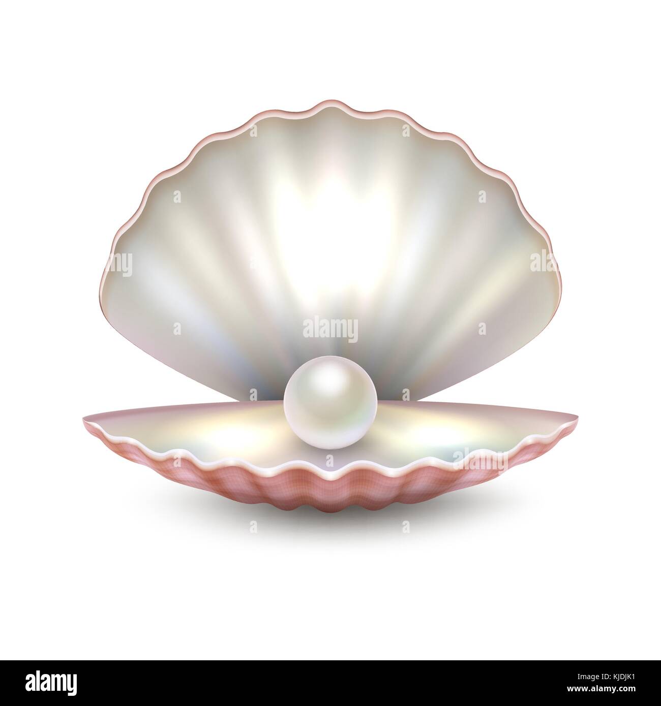 Open Clam Clipart