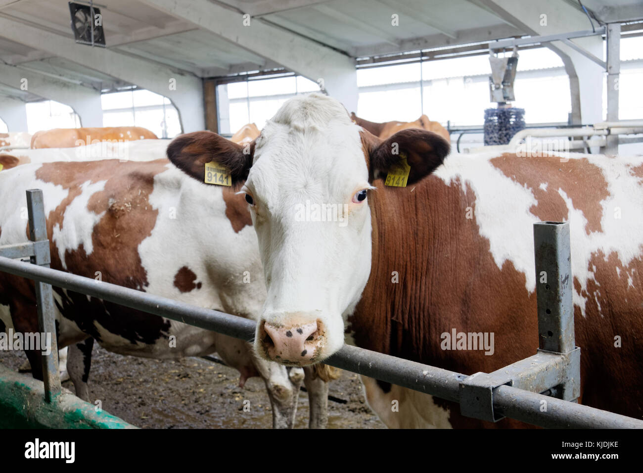 Dairy cows in a farm cowshed Stock Photo - Alamy