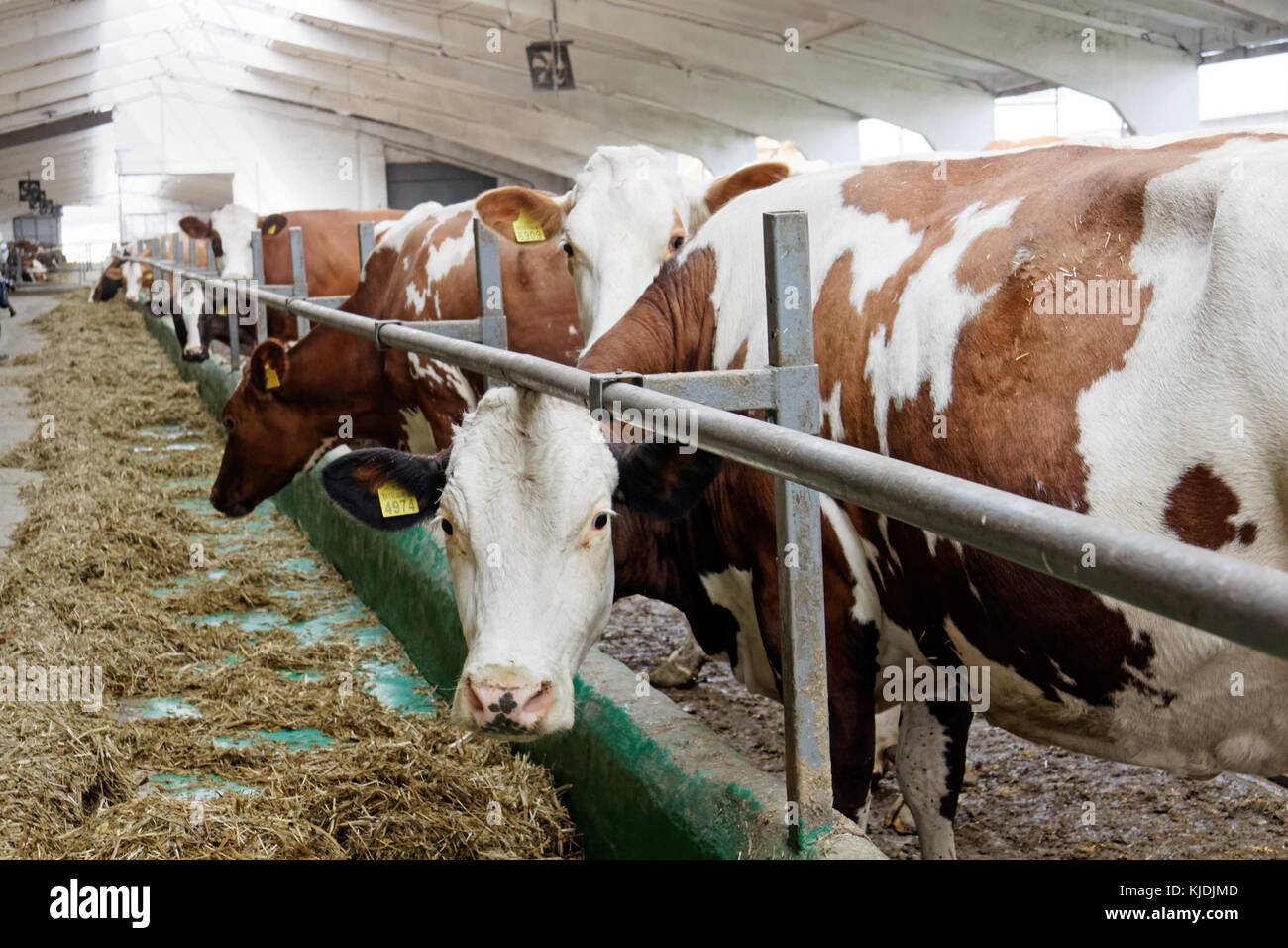 Dairy cows in a farm cowshed Stock Photo - Alamy