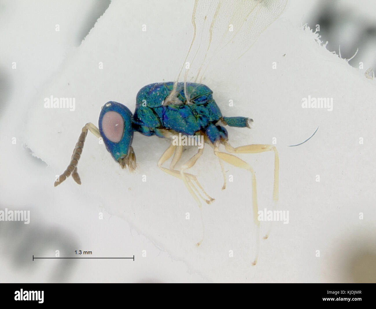 Rapo hi-res stock photography and images - Alamy