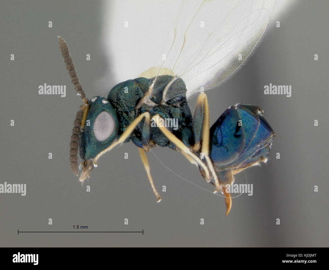Orasema wheeleri hi-res stock photography and images - Alamy
