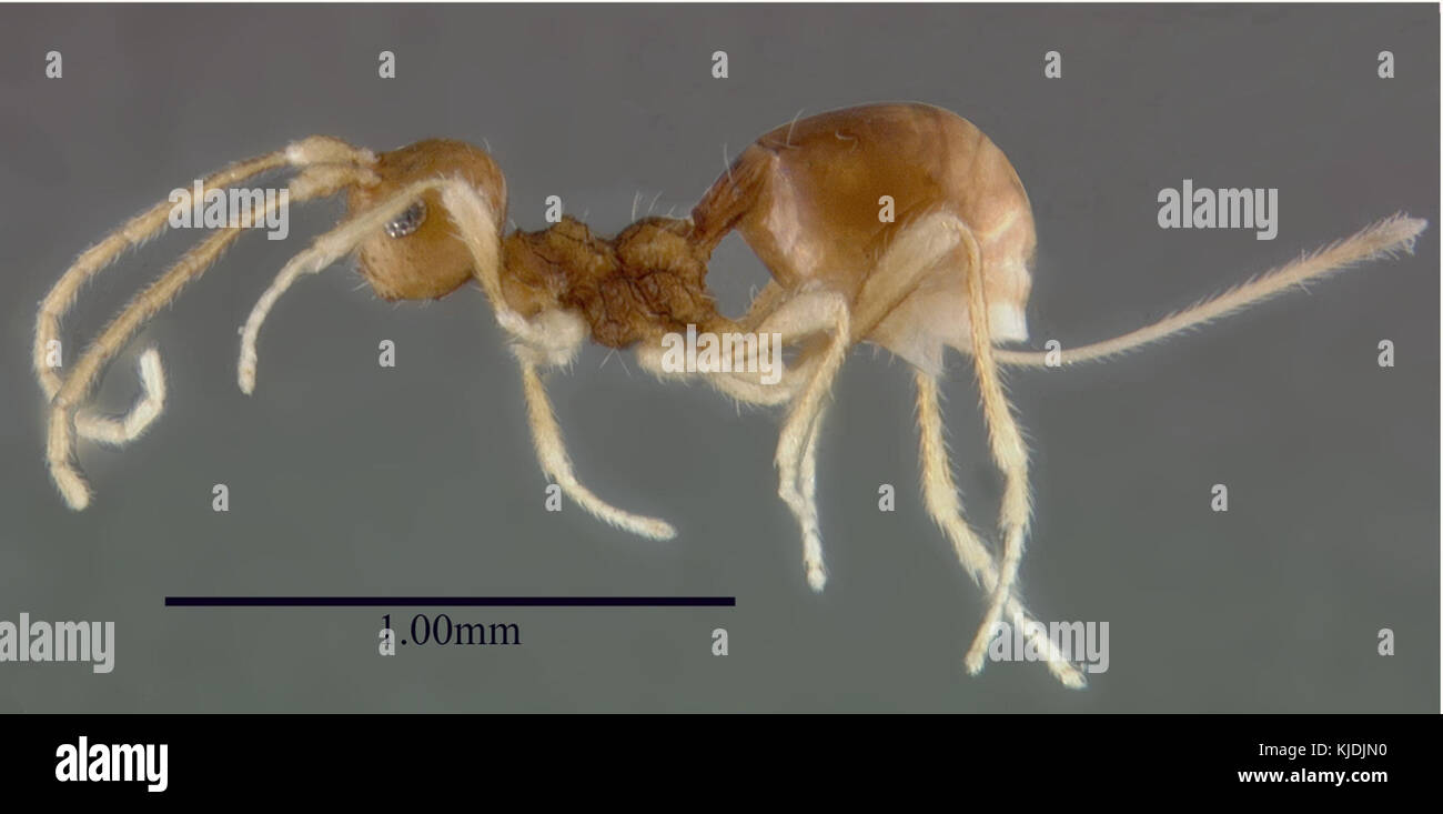 Andersoni hi-res stock photography and images - Alamy