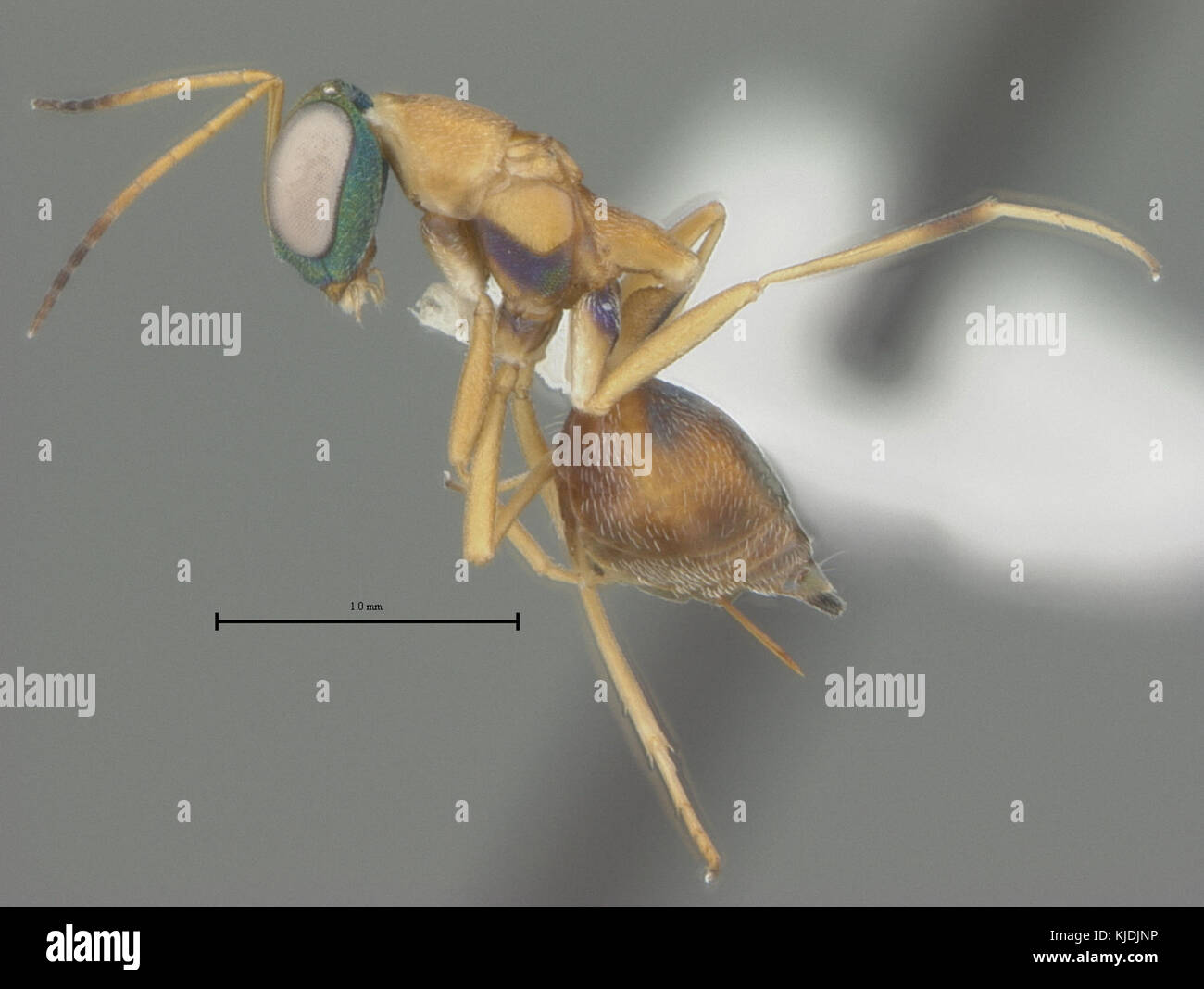 Myrmicolelaps aurantius f Stock Photo - Alamy