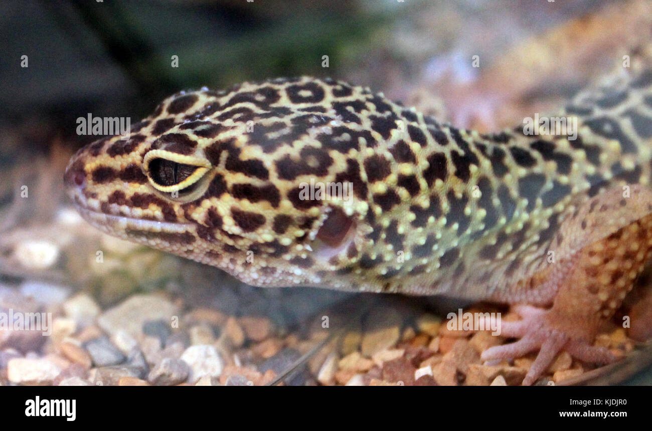 Gfp common leopard gecko Stock Photo - Alamy