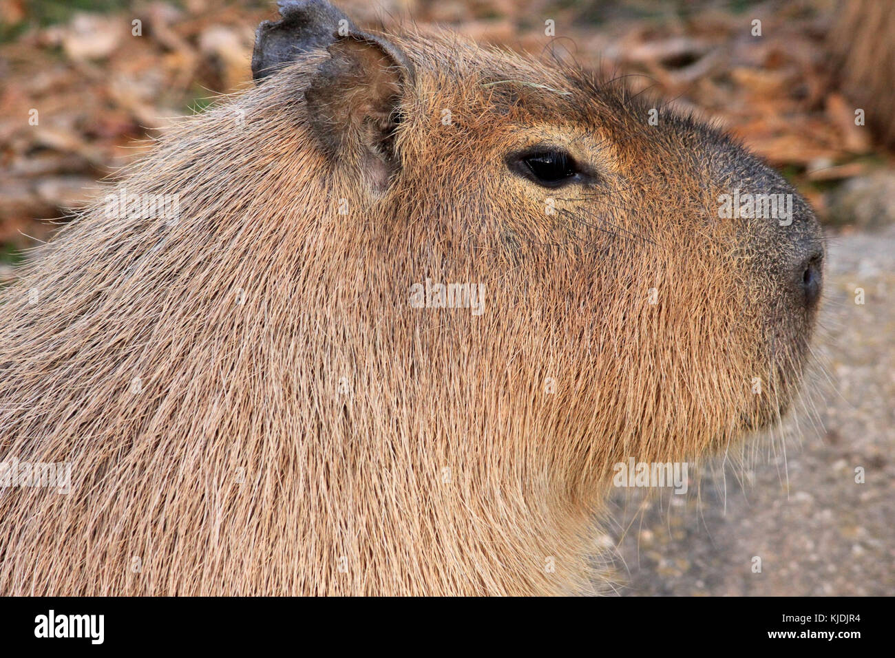 Photo capybara hi-res stock photography and images - Alamy