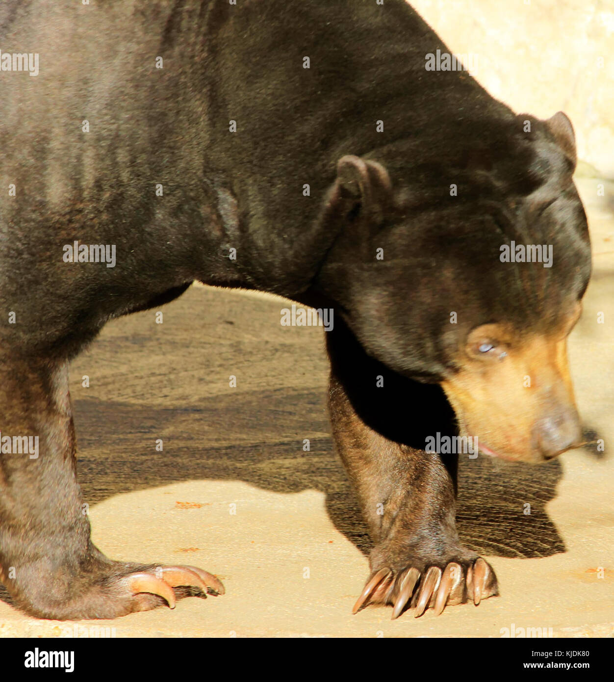 Gfp malayan sun bear Stock Photo - Alamy