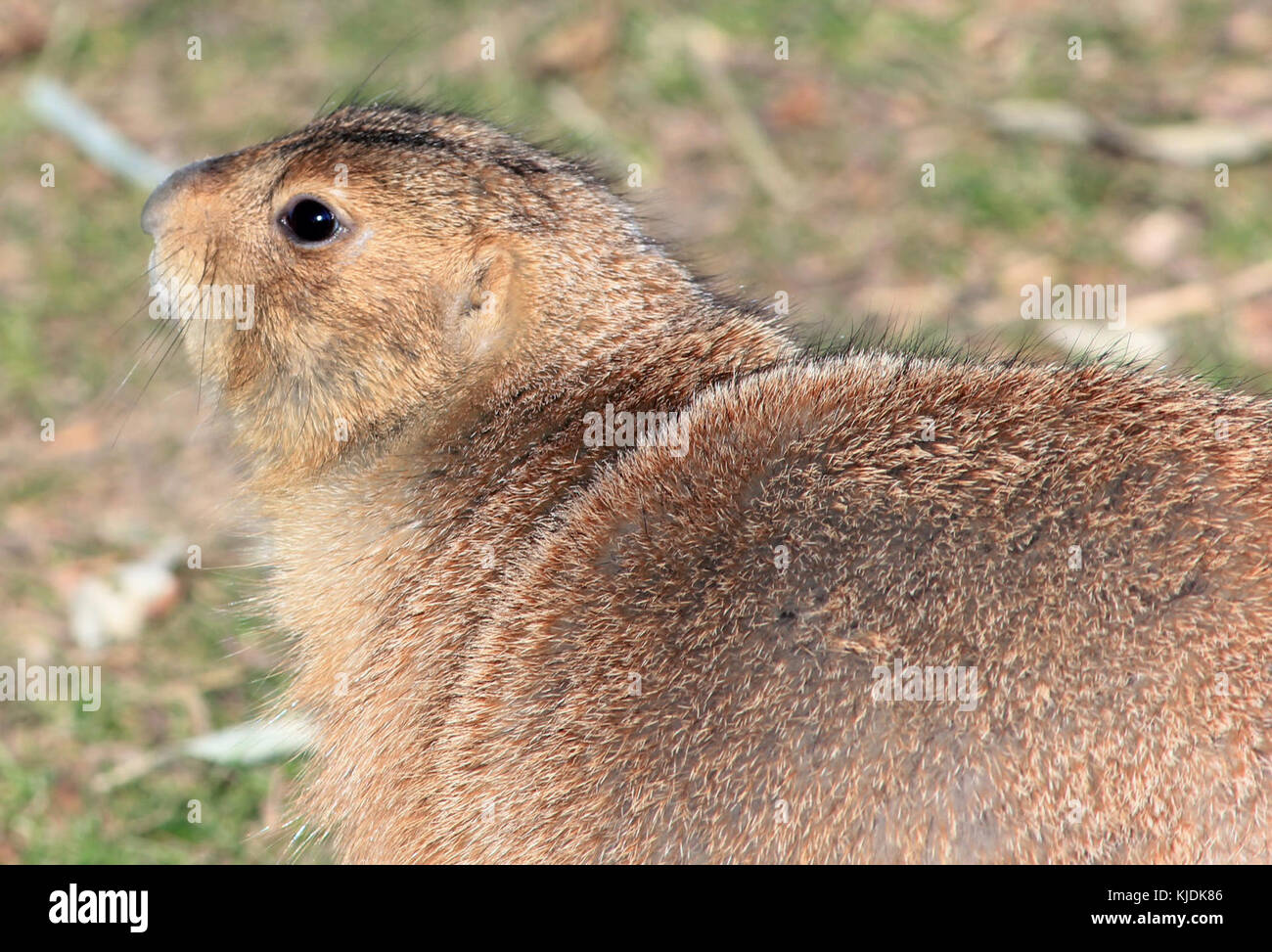 Gfp black tailed prairie dog Stock Photo - Alamy