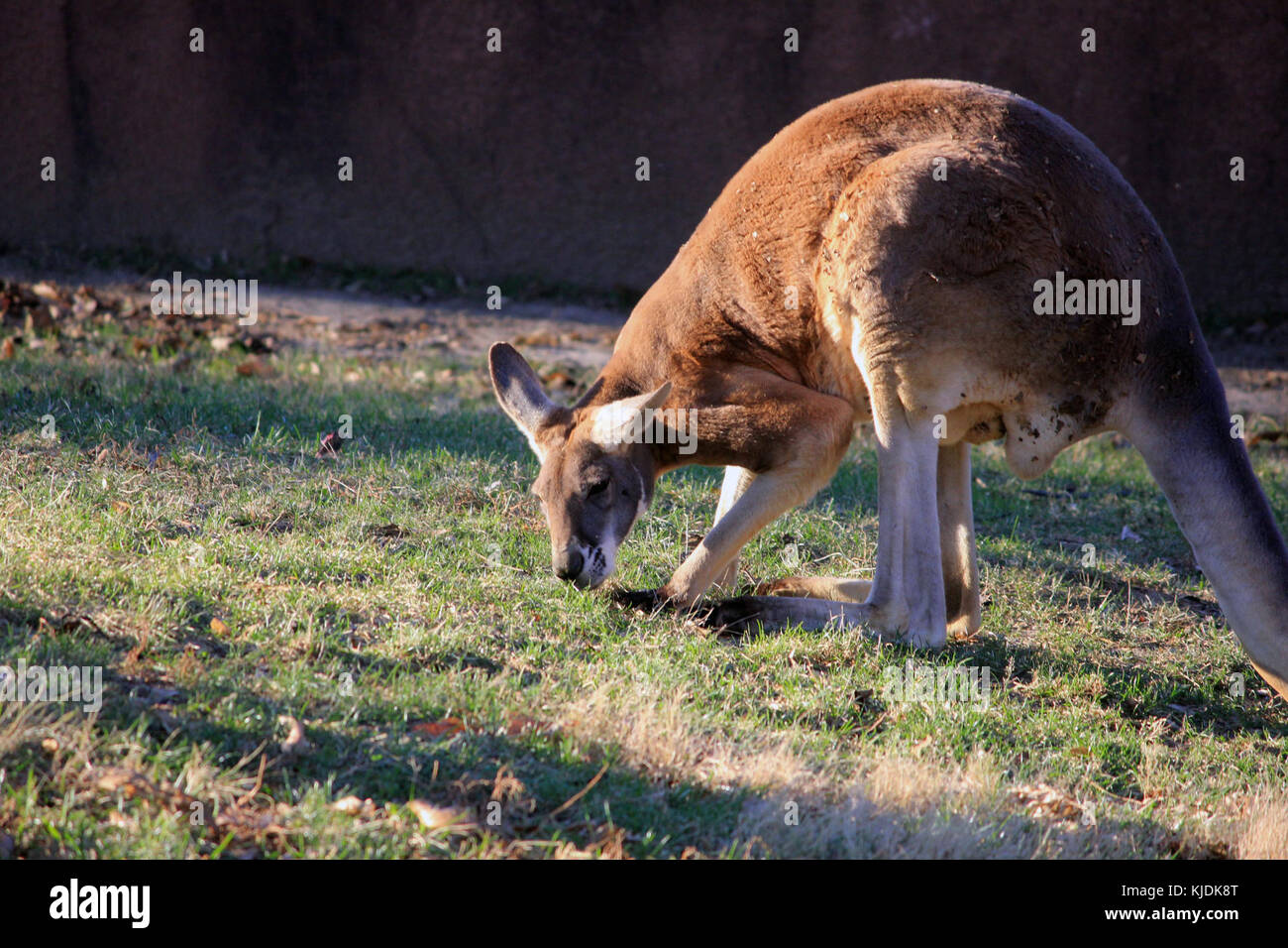 Gfp red kangaroo side Stock Photo - Alamy