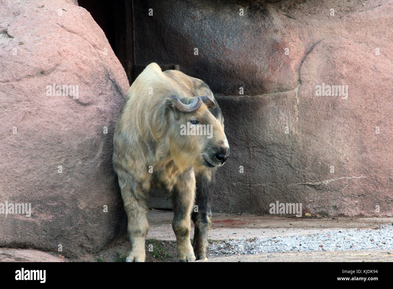 Stocky goat hi-res stock photography and images - Alamy