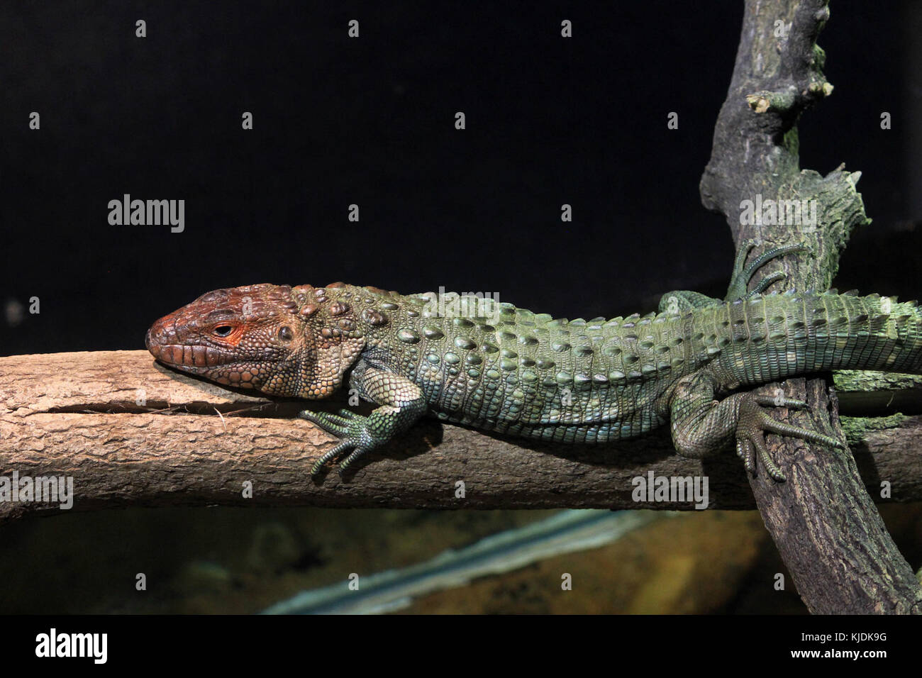 Gfp northern caiman lizard Stock Photo - Alamy