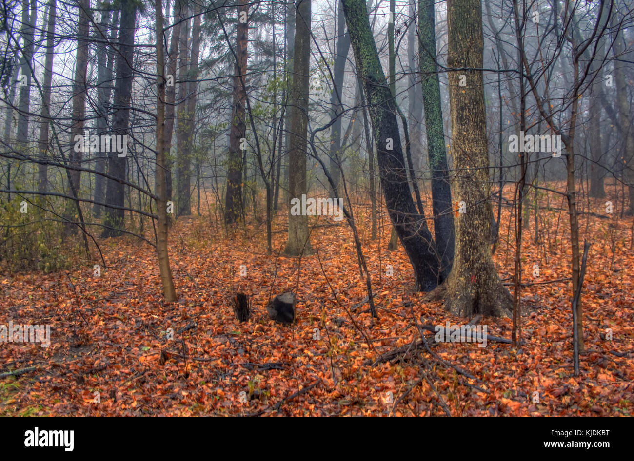 Native wisconsin flora hi-res stock photography and images - Alamy