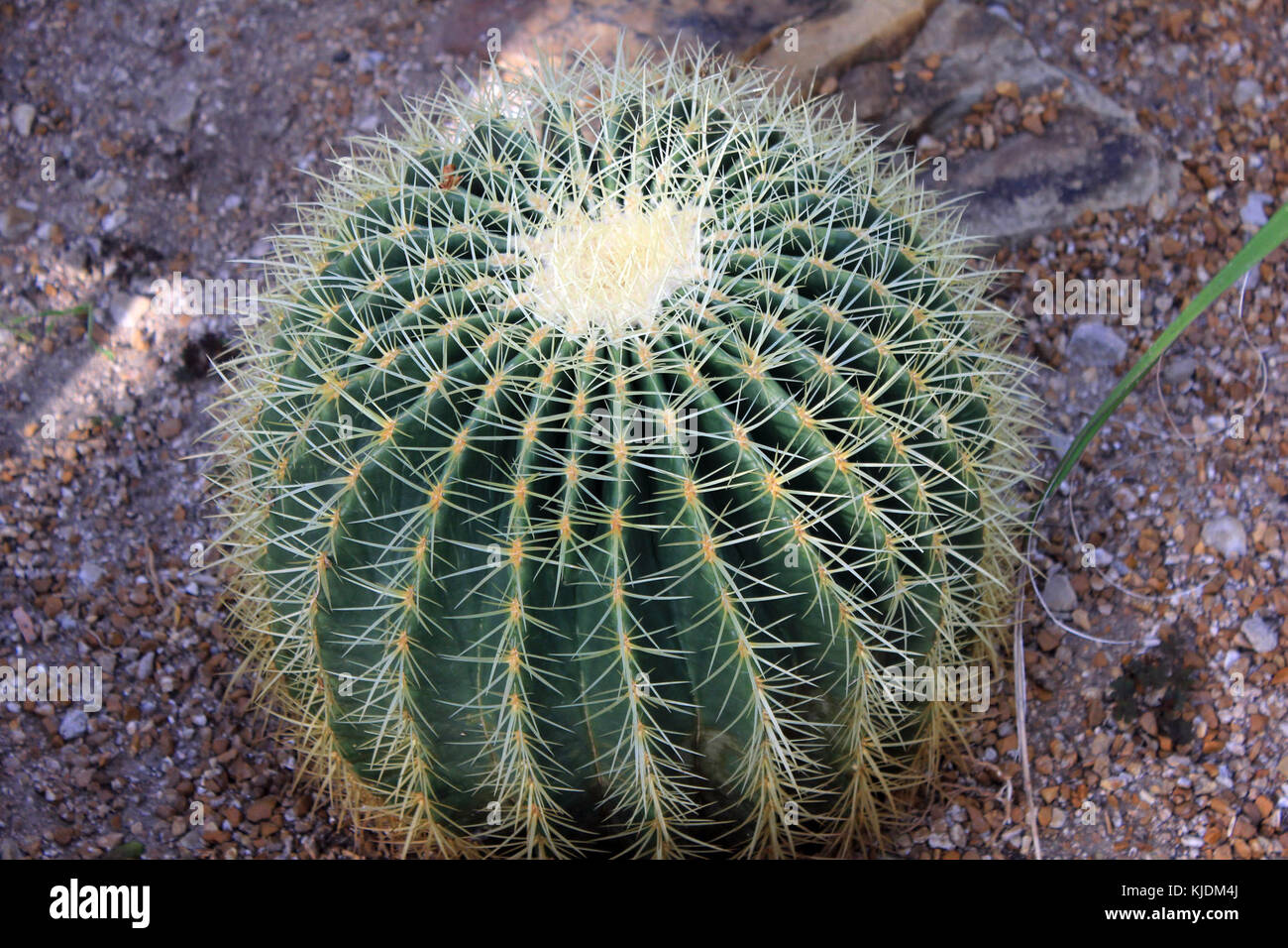 Gfp golden barrel cactus Stock Photo - Alamy