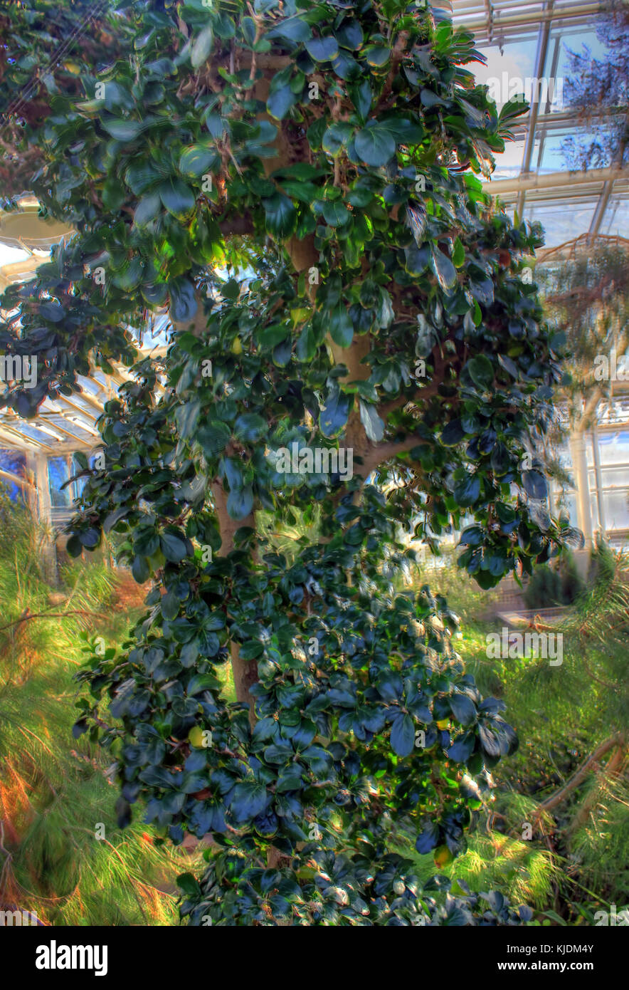 Kei apple hi-res stock photography and images - Alamy