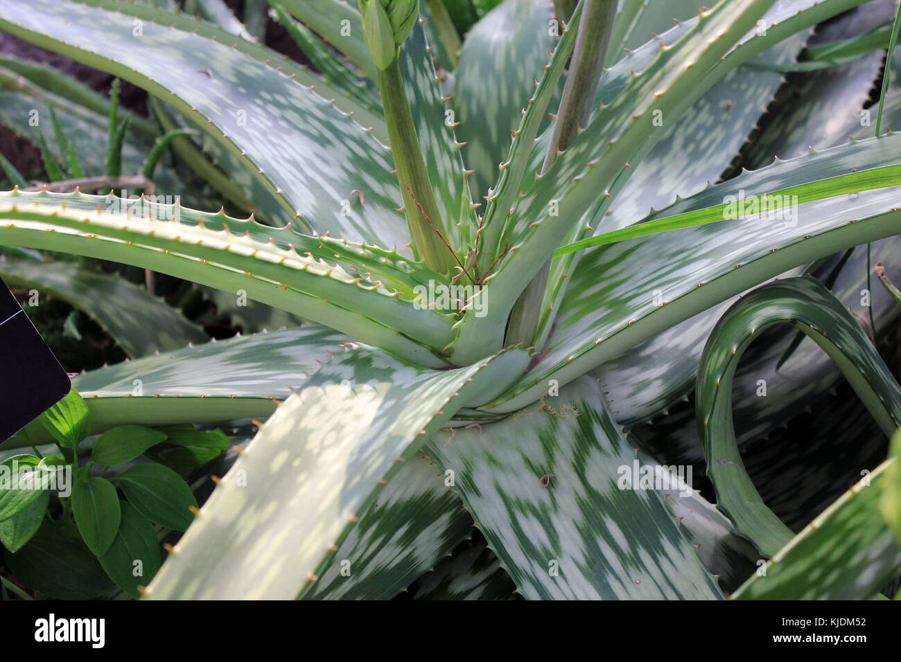 Gfp aloe sabaca Stock Photo - Alamy