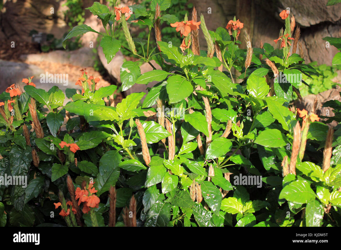Gfp firecracker flower Stock Photo - Alamy