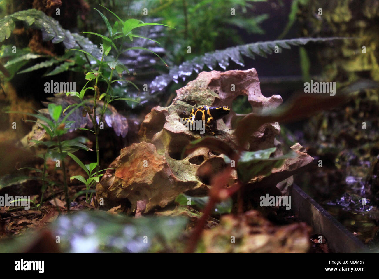 Gfp frog on rock Stock Photo - Alamy