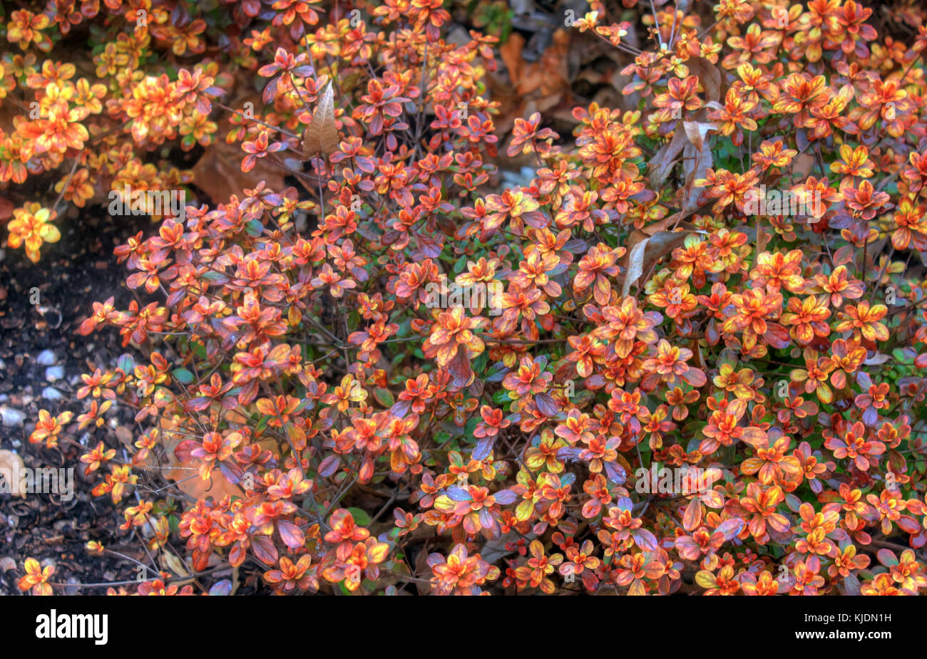 A vibrant photograph of the 'GFP Hino Crimson Azalea', a popular ...
