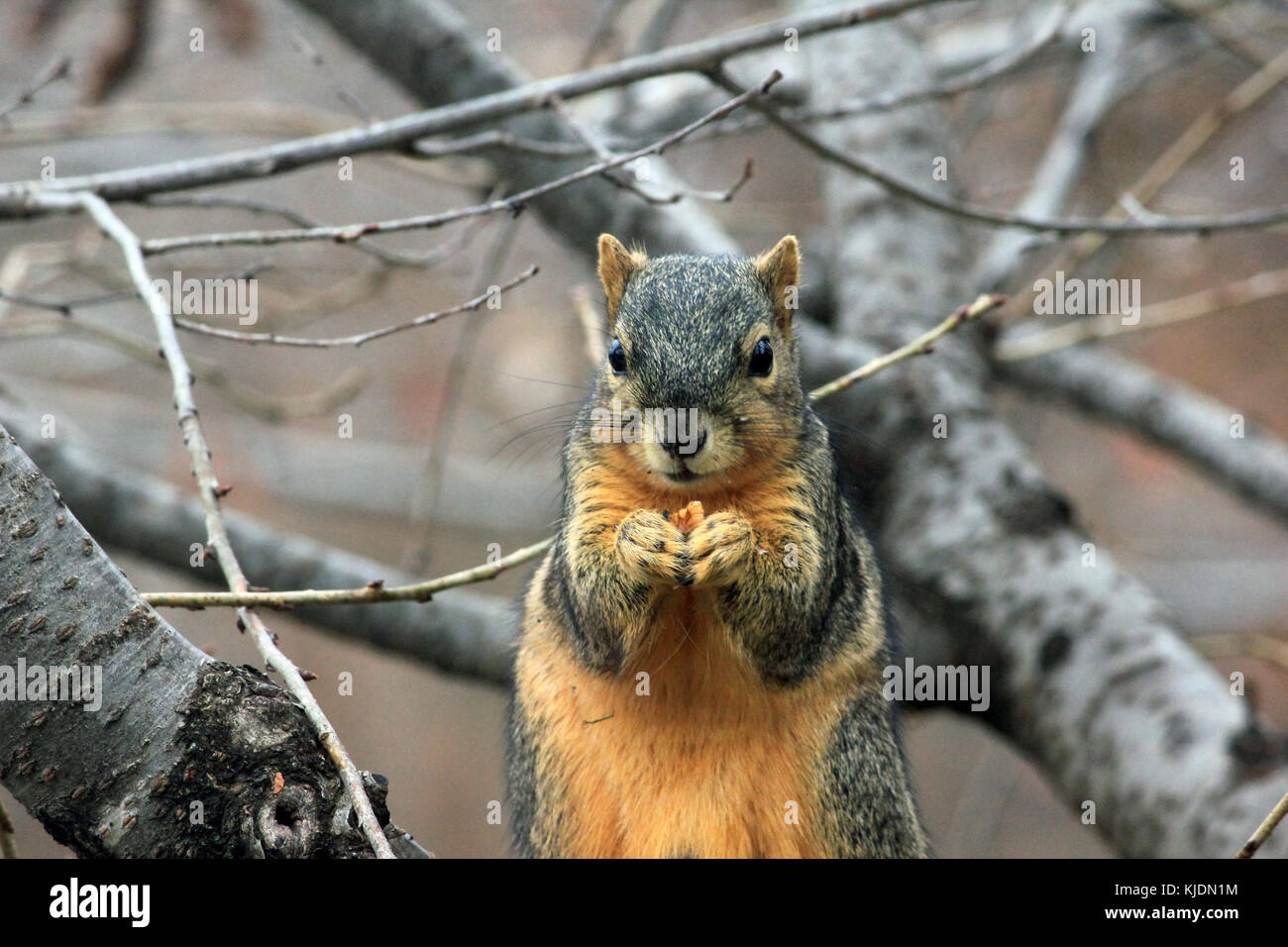 Gfp squirrel eating nut Stock Photo - Alamy