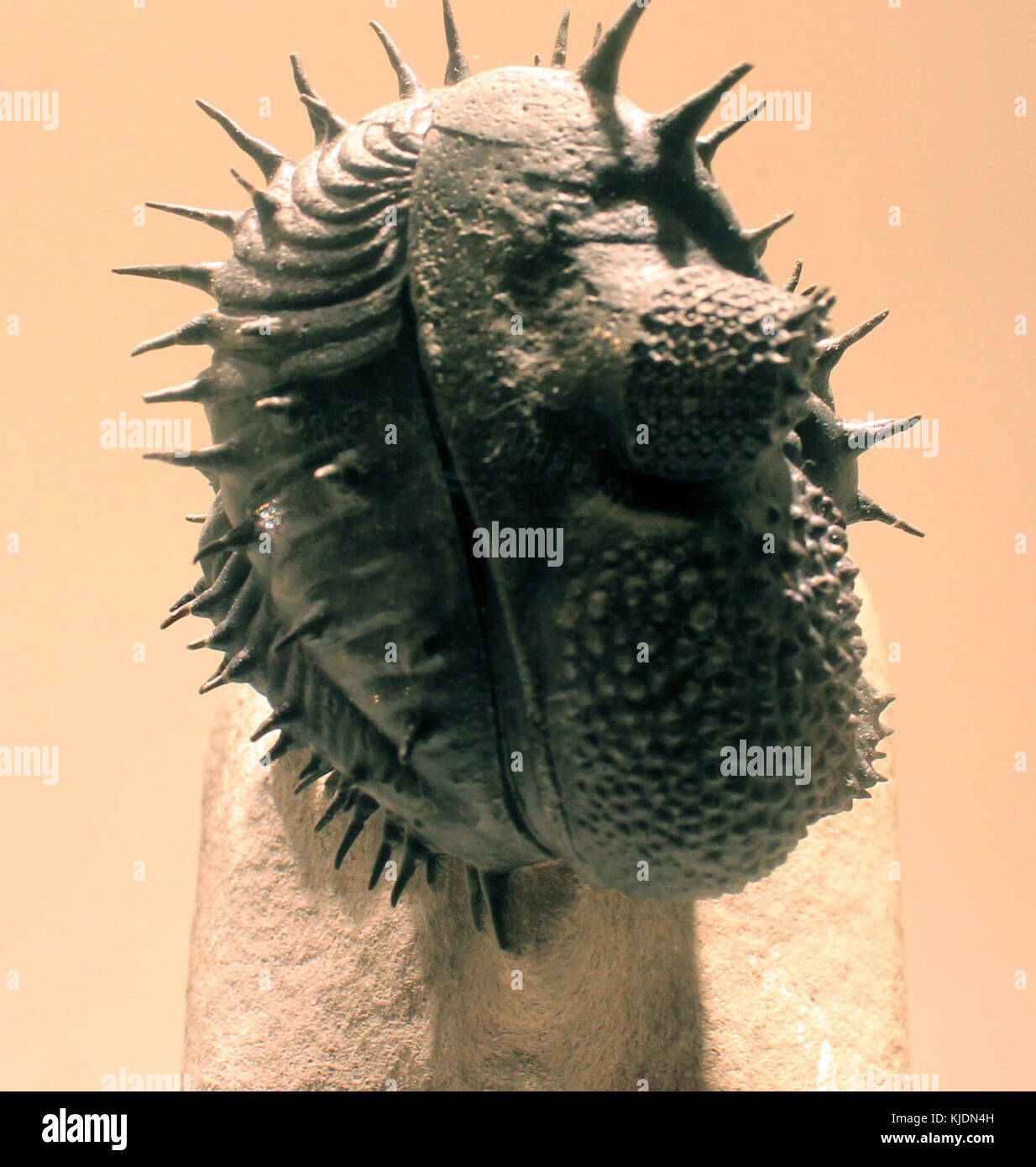 Gfp trilobite drotops armatus Stock Photo - Alamy