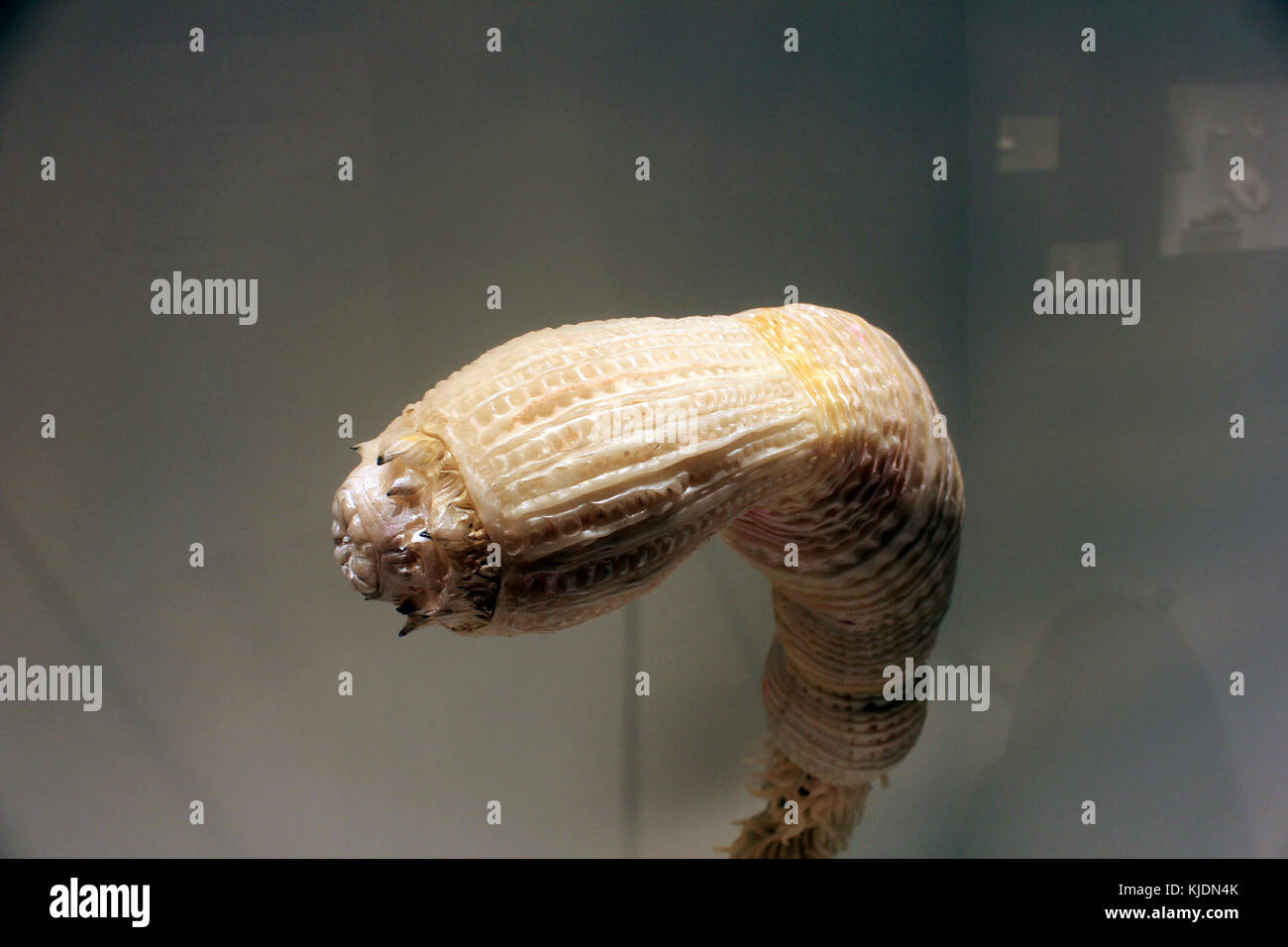 Gfp cactus worm Stock Photo - Alamy