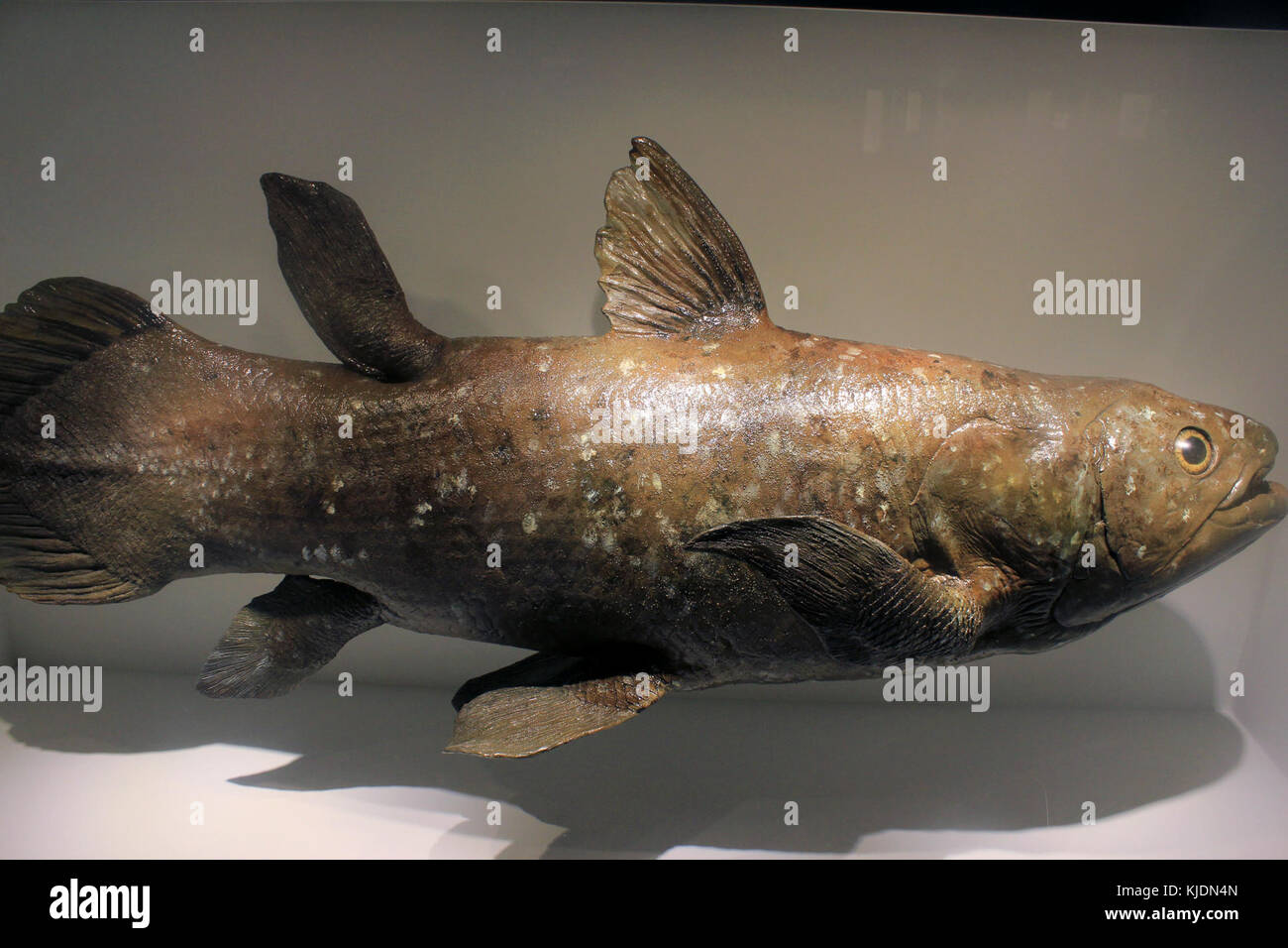Coelacanth fish hi-res stock photography and images - Alamy