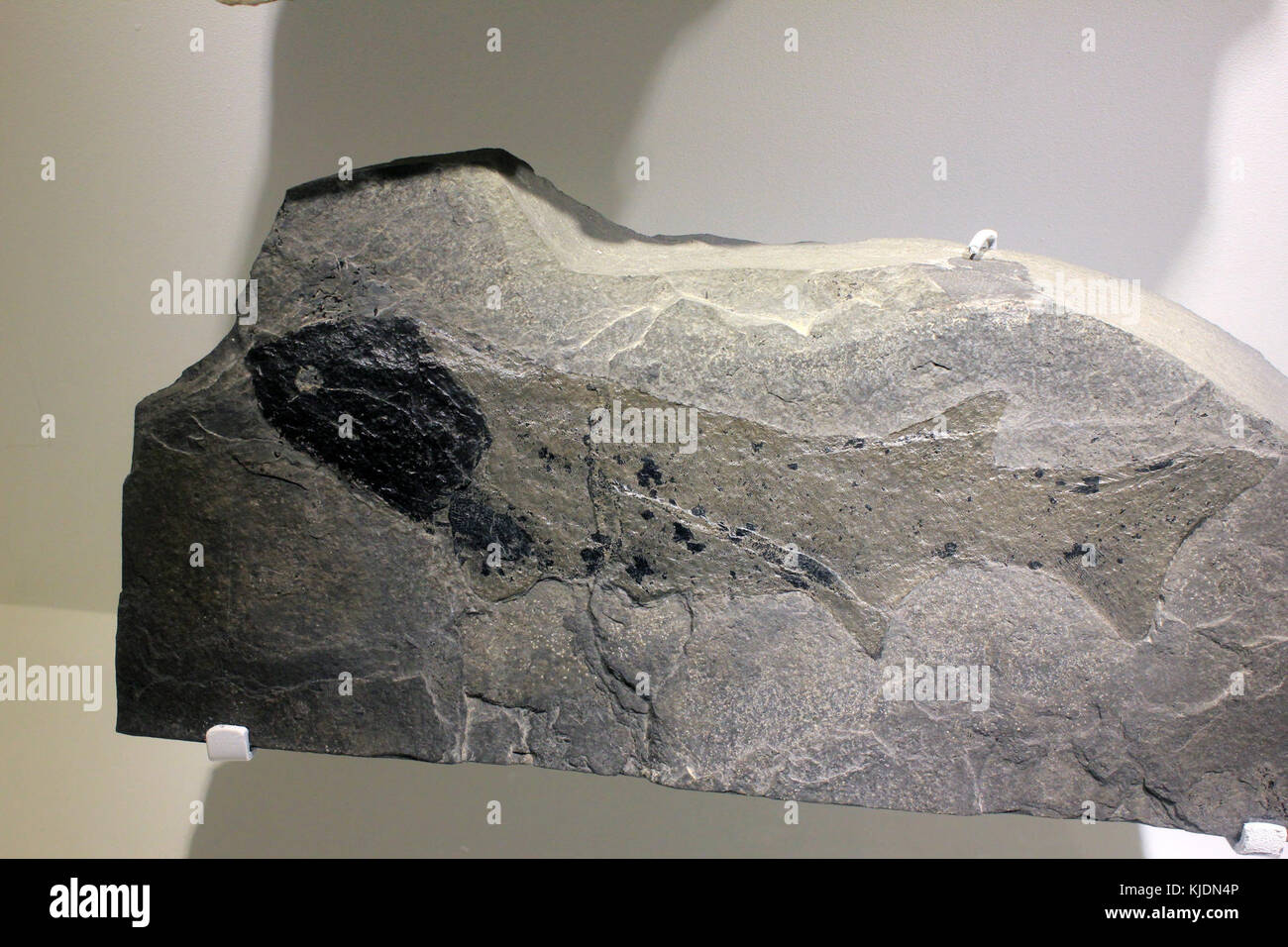 Gfp early ray finned fish cheirolepis trailli Stock Photo - Alamy