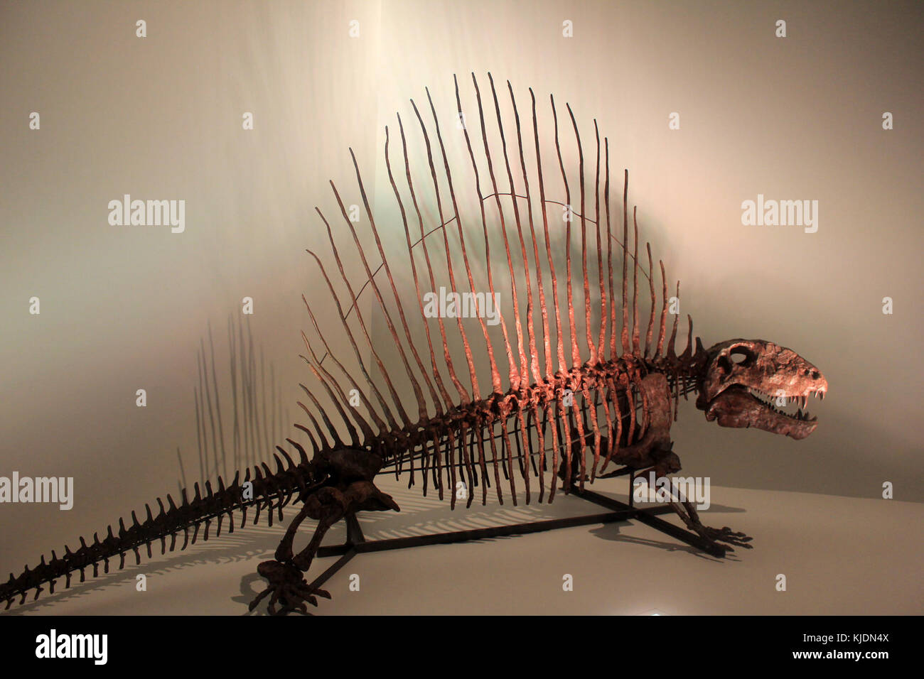 The Gfp Dimetrodon skeleton represents a prehistoric reptile from the ...